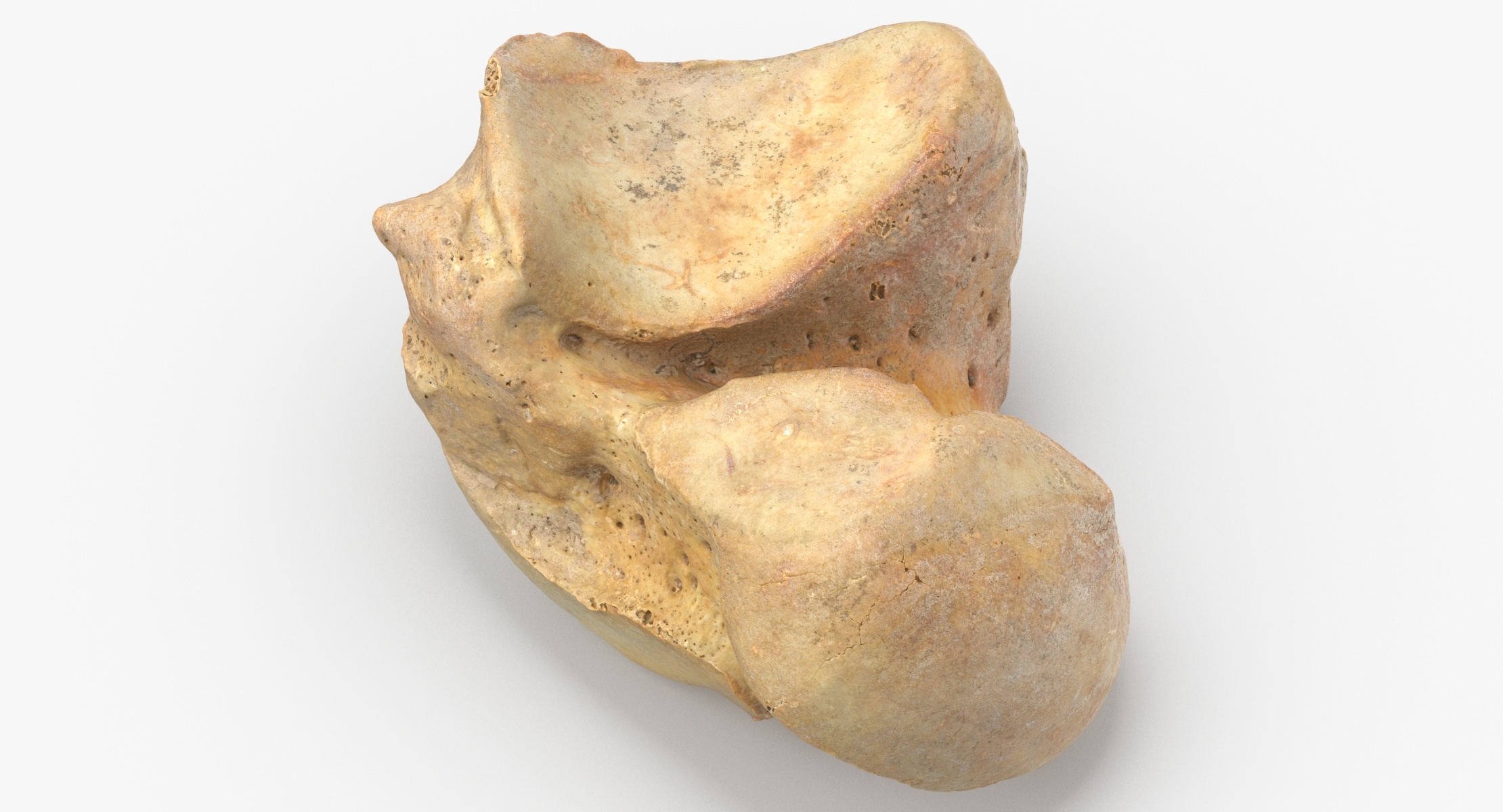 Talus bone 01 model - TurboSquid 1535238