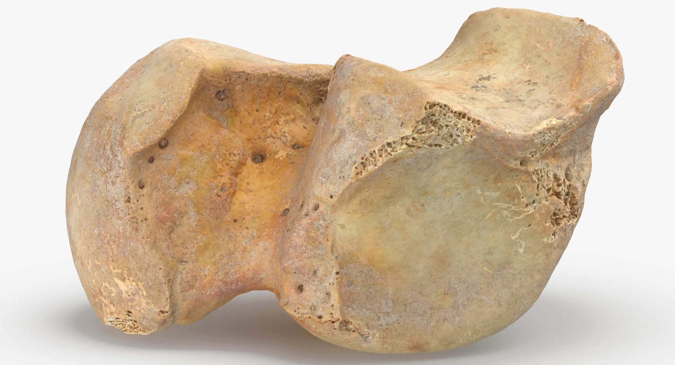 Talus bone 01 model - TurboSquid 1535238