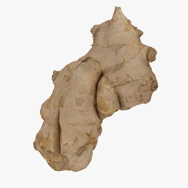 modelo 3d Ginger Root 07 ESCANEADO CRUDO - TurboSquid 1535556