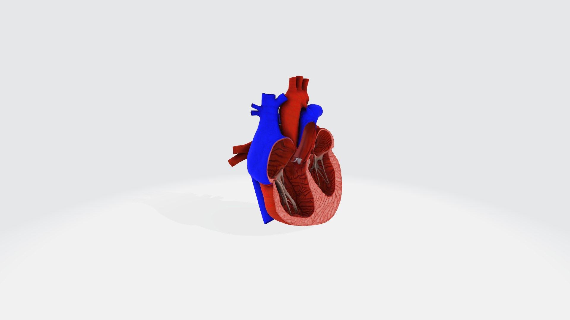 Animation heart beating 3D model - TurboSquid 1535804