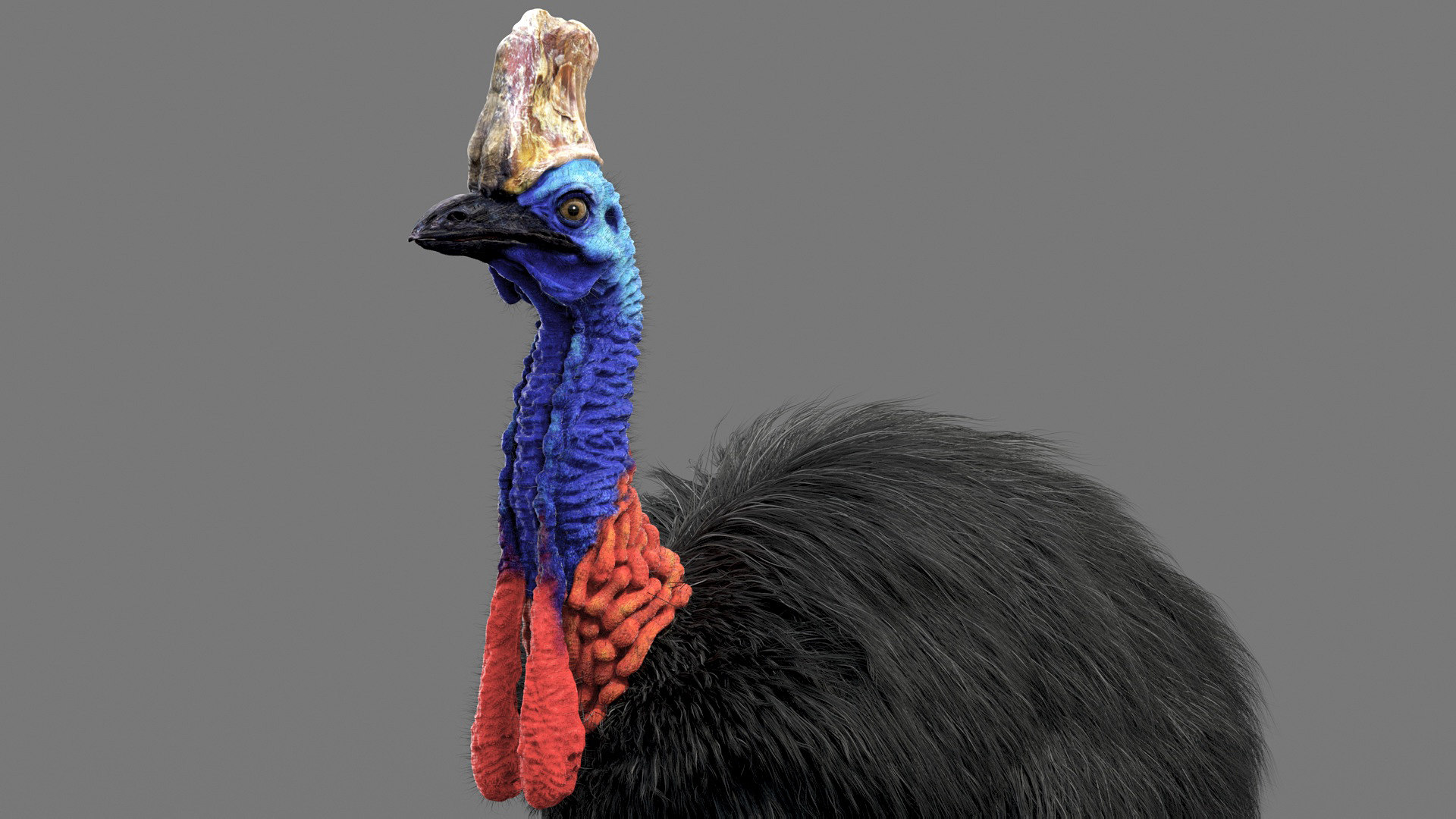 Cassowary ornatrix hair 3D model - TurboSquid 1536153