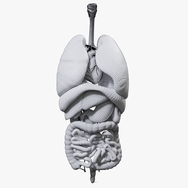 3D human internal organs model - TurboSquid 1536264