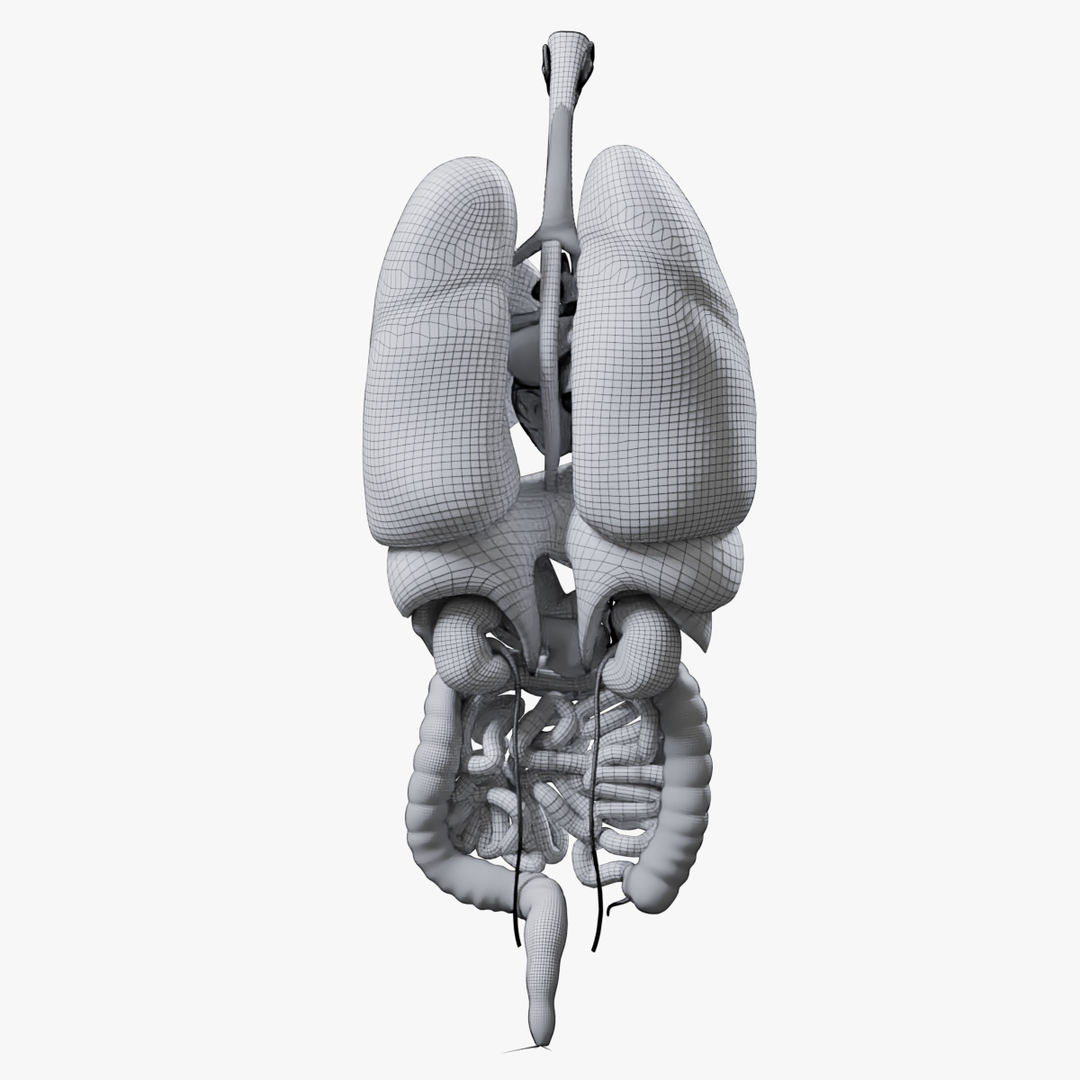 3D human internal organs model - TurboSquid 1536264