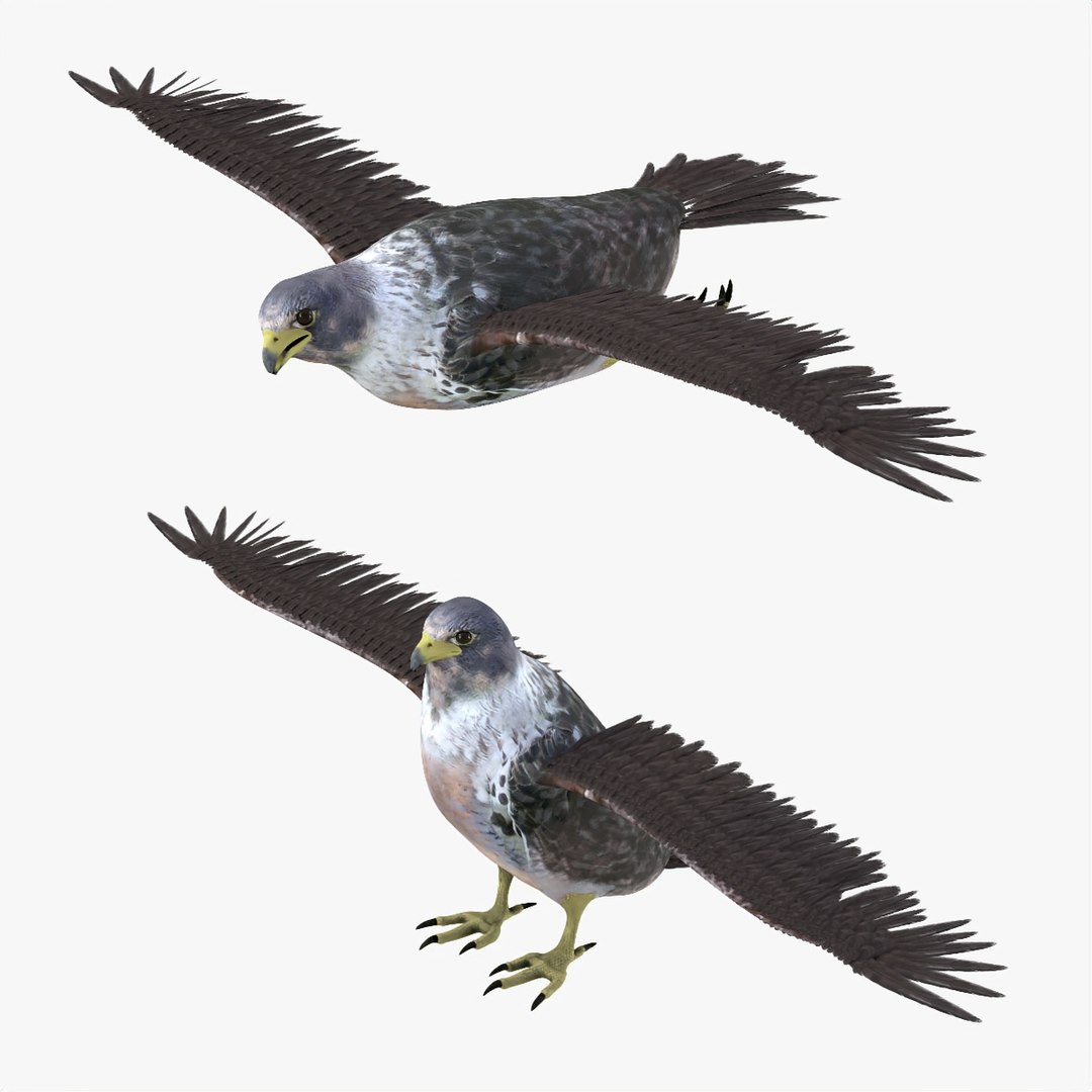 Falcon bird 3D model - TurboSquid 1536385