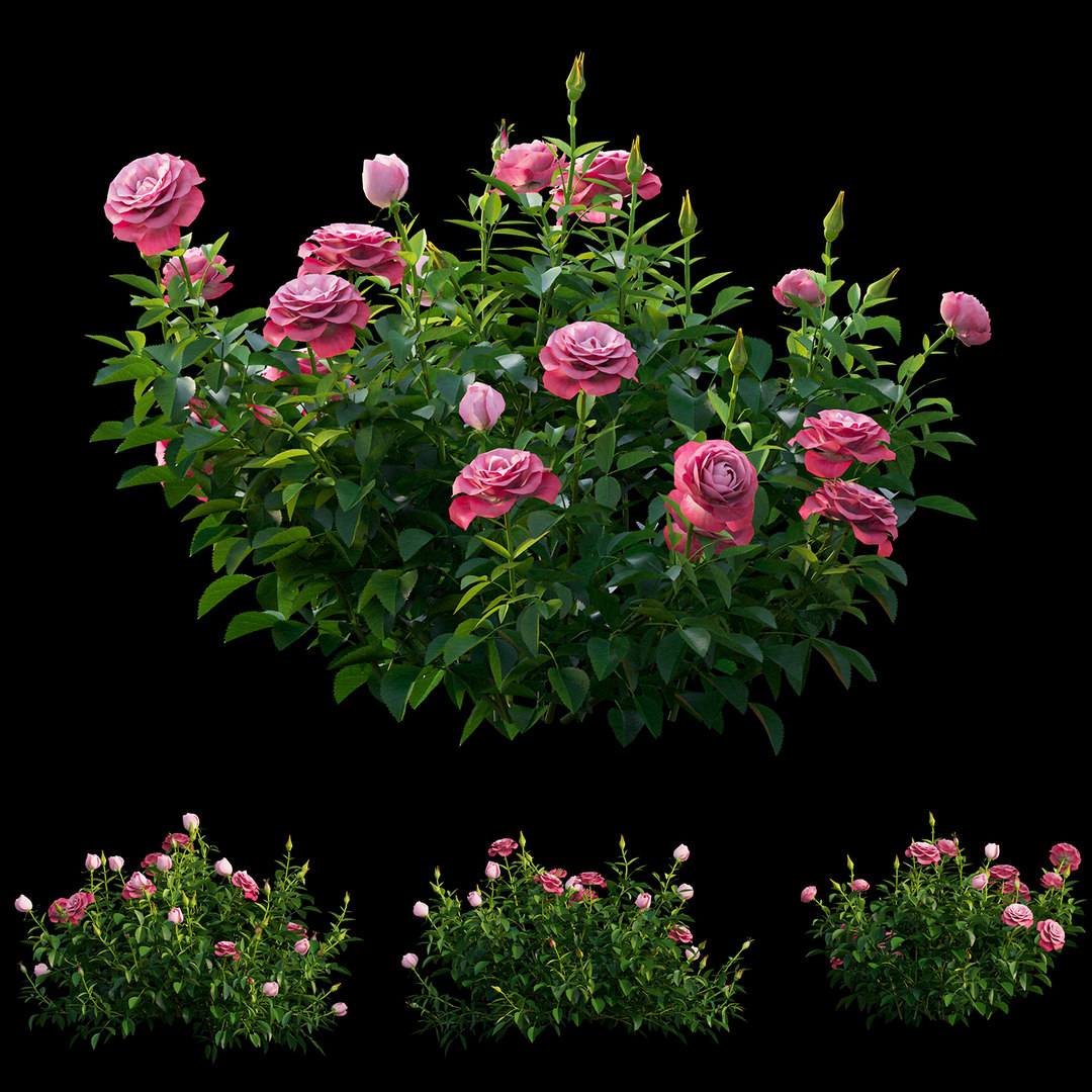 3D plant rose set 01 - TurboSquid 1536568