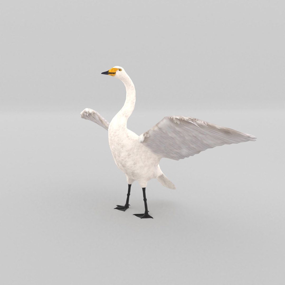 3D swan whooper cygnus model - TurboSquid 1536543