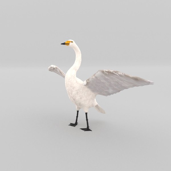 3D Swan Models | TurboSquid