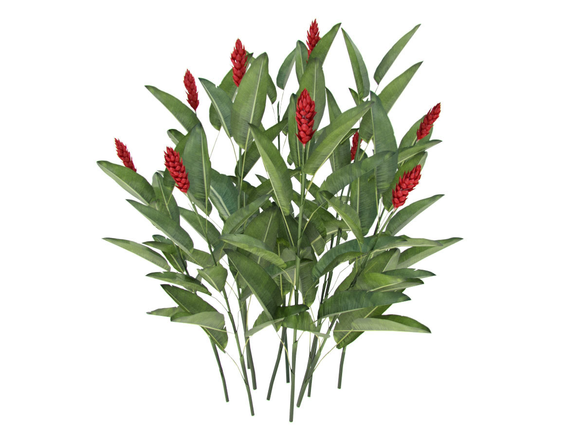 Plant alpinia purpurata 3D model - TurboSquid 1536651