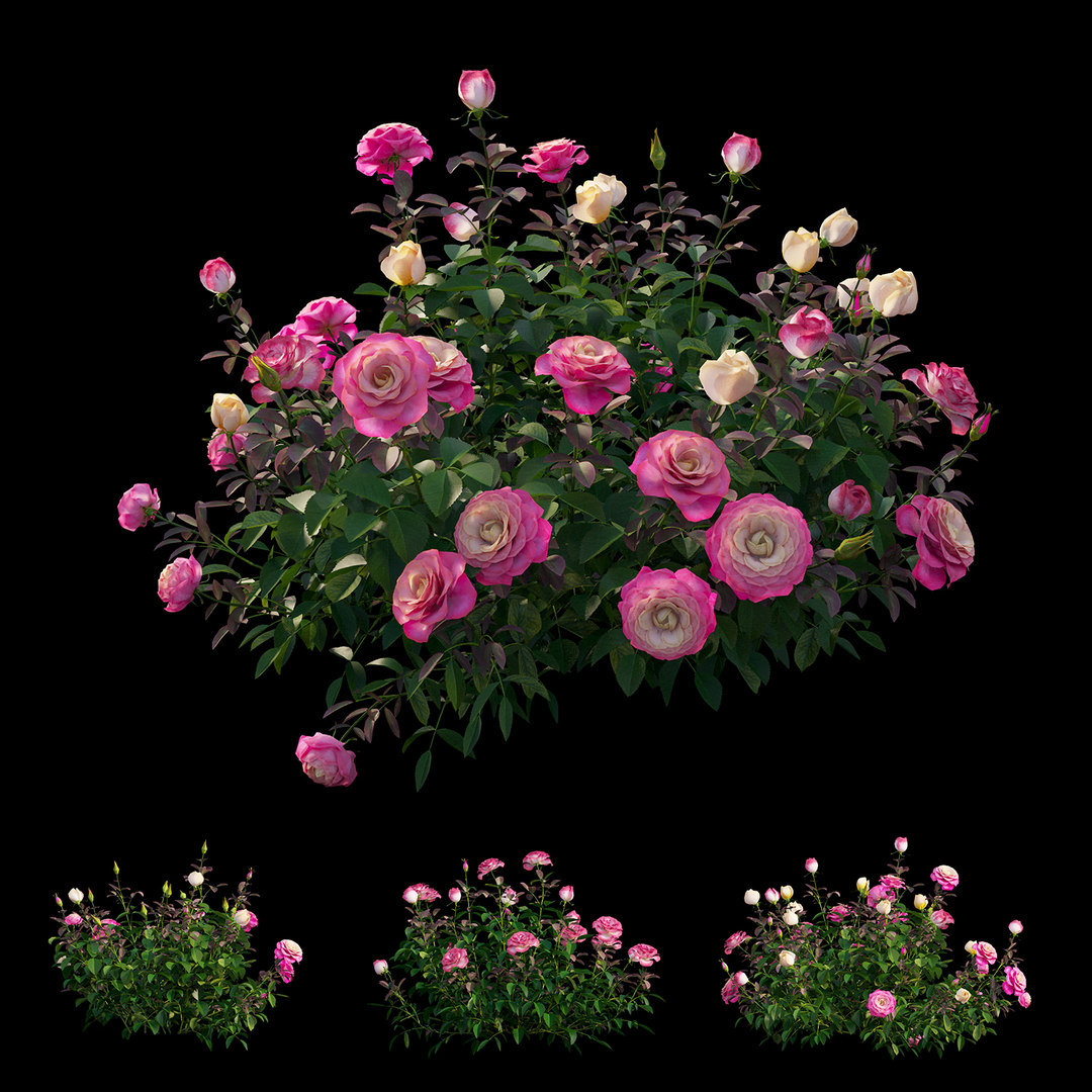 Plant rose set 04 3D model - TurboSquid 1536634