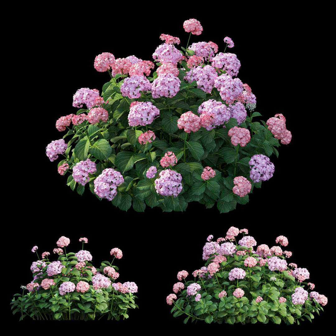 Plants hydrangea set 20 3D model - TurboSquid 1536682