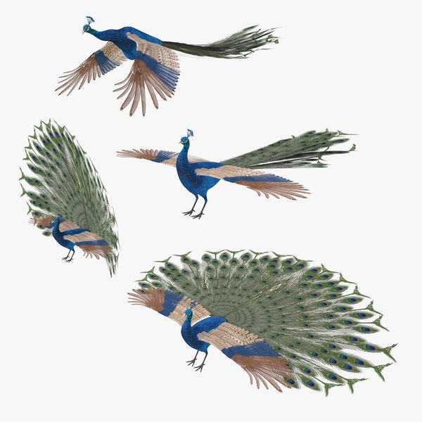 3D Peacock Models | TurboSquid