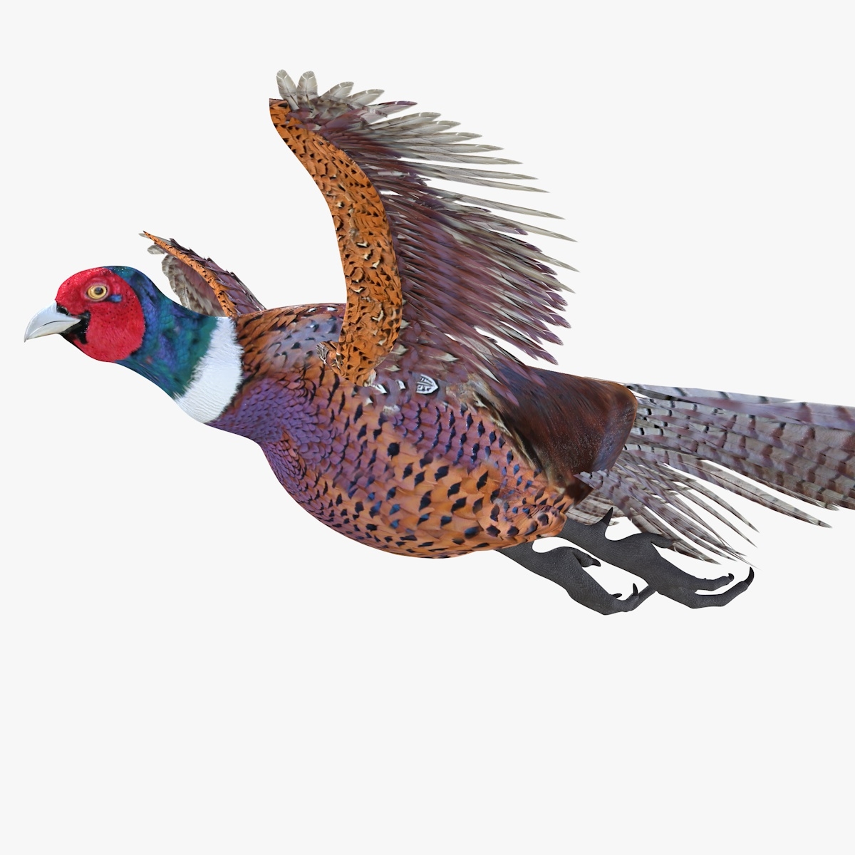 Pheasant Bird Rigged Modelo 3D - TurboSquid 1536947