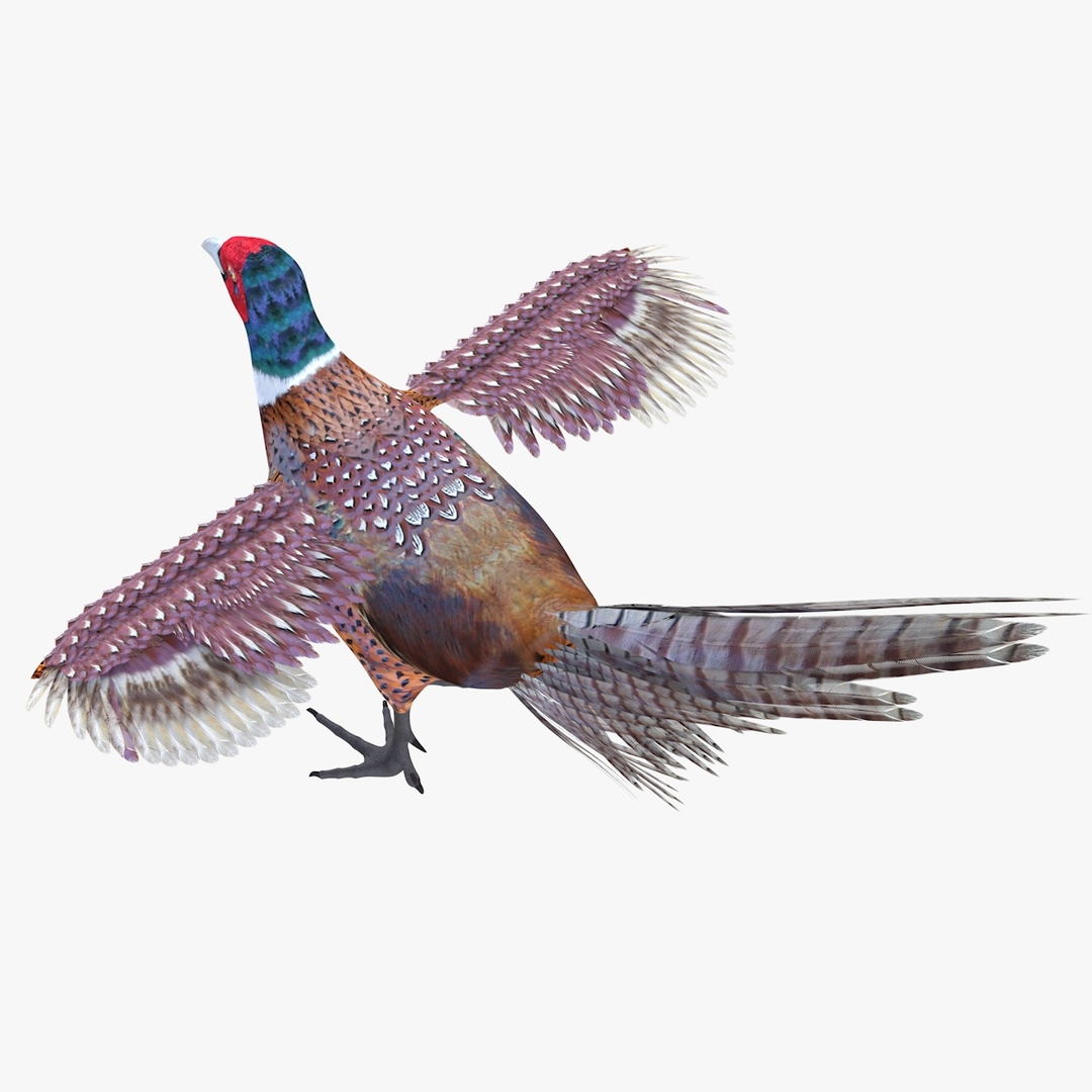 Pheasant Bird Rigged Modelo 3D - TurboSquid 1536947