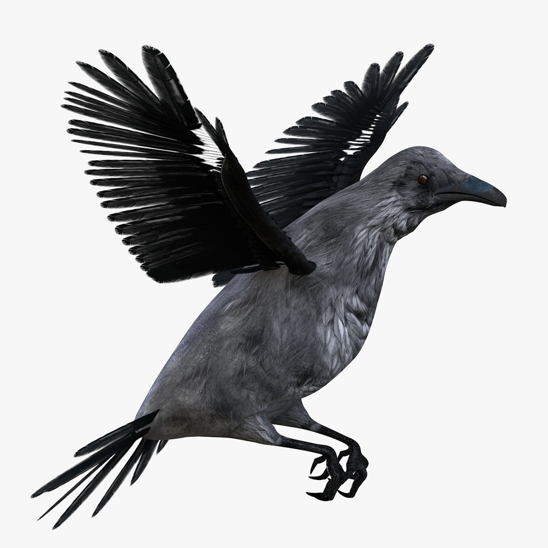 modelo 3d Cuervo Cuervo pájaro aparejado - TurboSquid 1536948