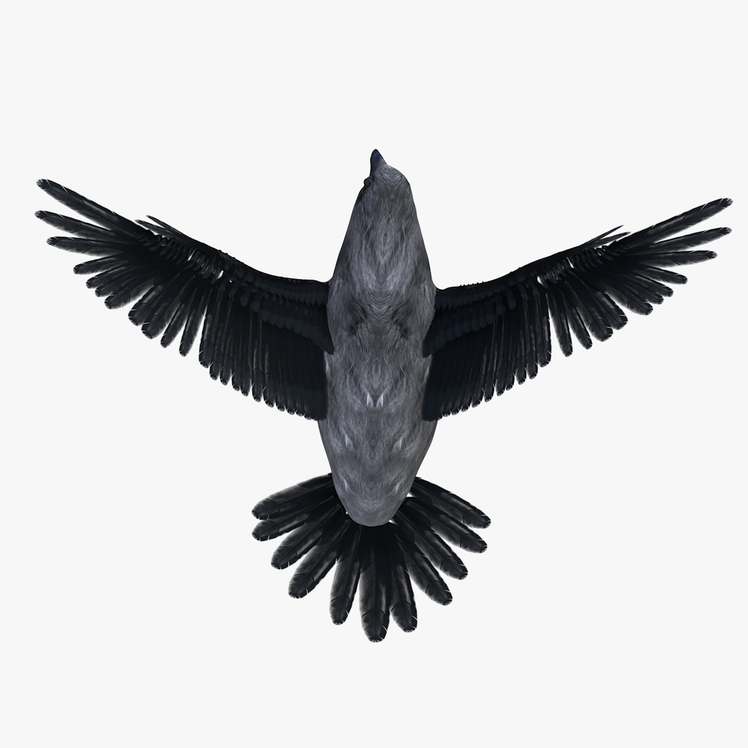 modelo 3d Cuervo Cuervo pájaro aparejado - TurboSquid 1536948