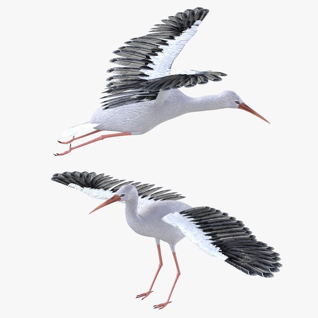 3D bird stork model - TurboSquid 1536961