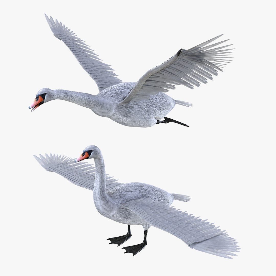 3D bird swan - TurboSquid 1536964