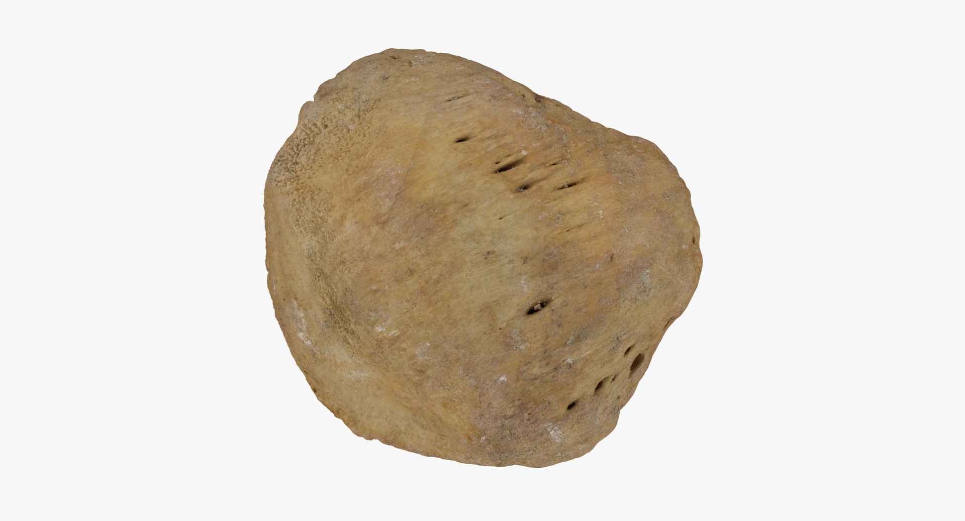 Human patella bone - model - TurboSquid 1537163