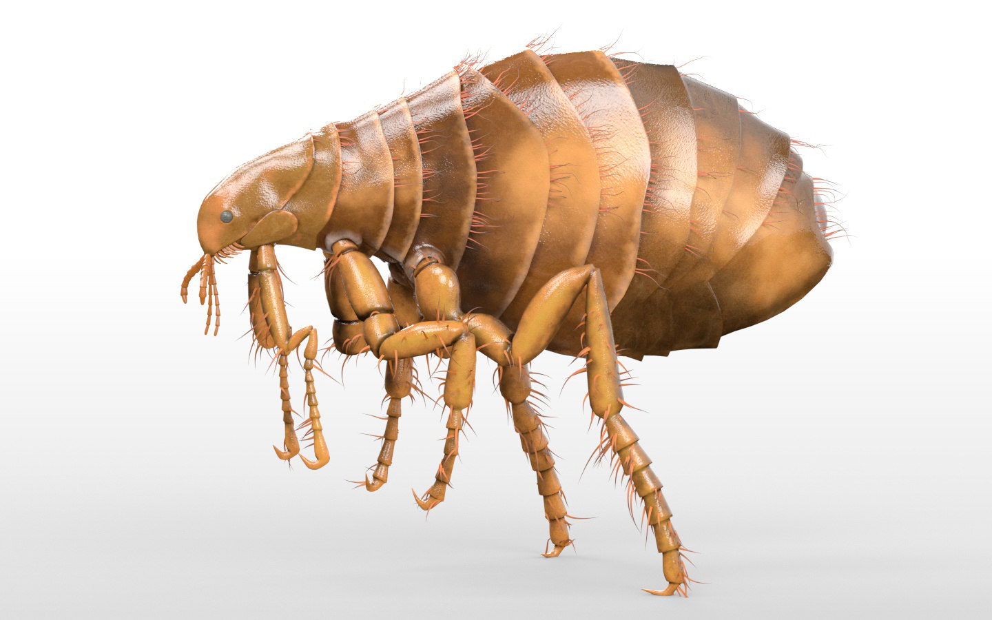 modelo 3d Insecto pulga aparejado - TurboSquid 1537217