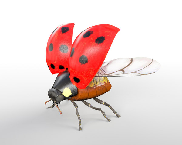 Ladybug 3D Models for Download | TurboSquid