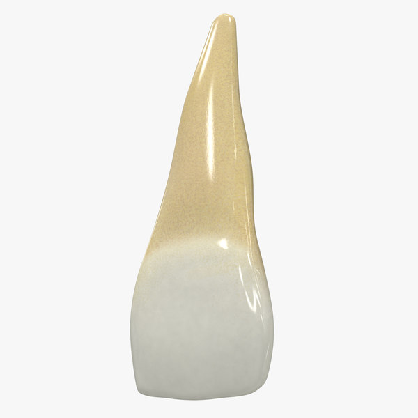 Human upper central incisor 3D - TurboSquid 1510796