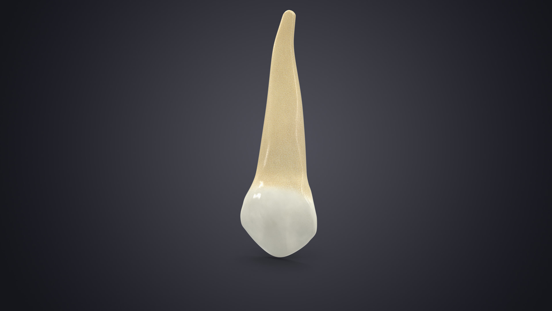 3D human teeth upper canine model - TurboSquid 1516716