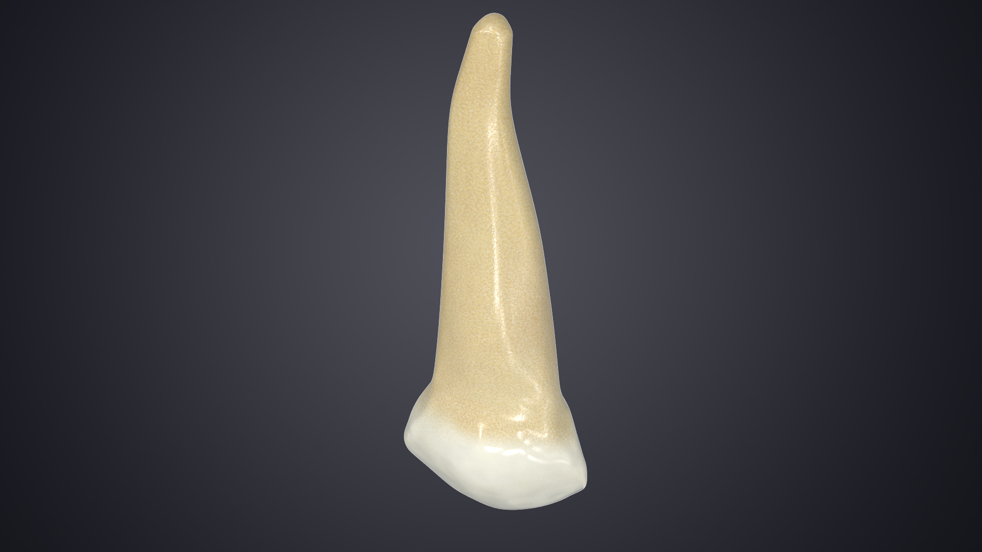 3D human teeth upper canine model - TurboSquid 1516716