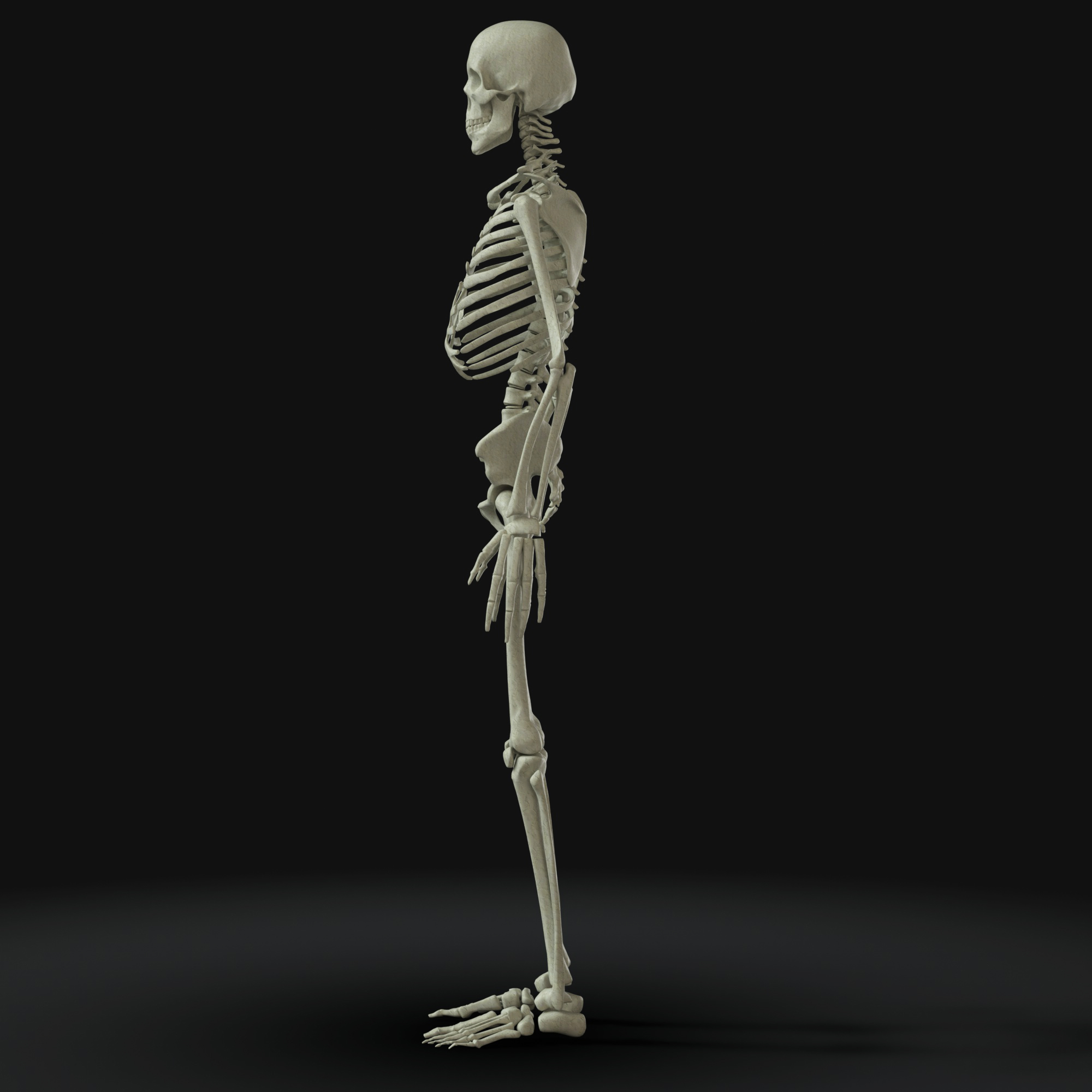 3D human skeleton - bone - TurboSquid 1538556