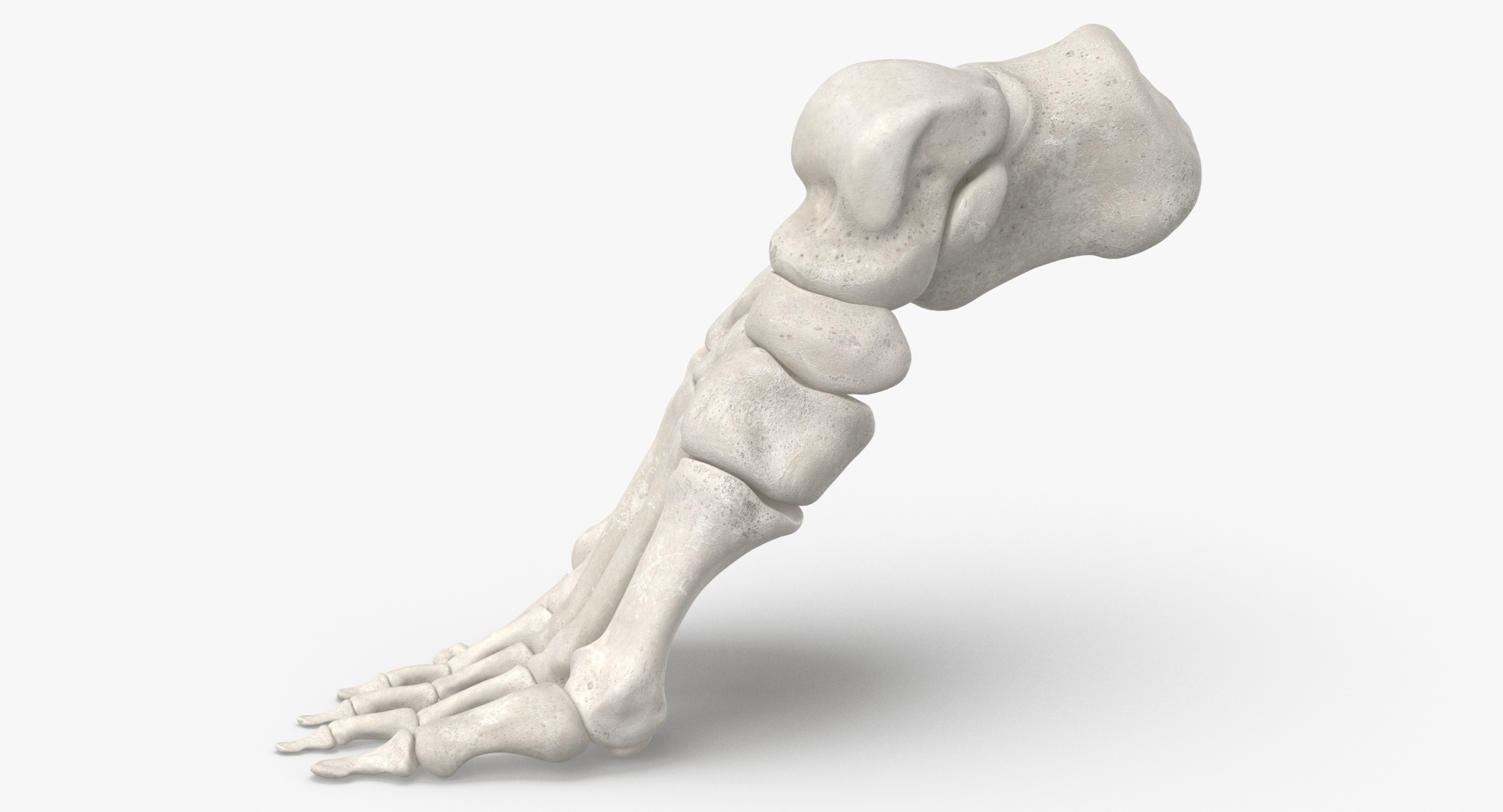 Real Human Foot Bones Anatomy Bent Pose 01 White Modelo 3D - TurboSquid ...