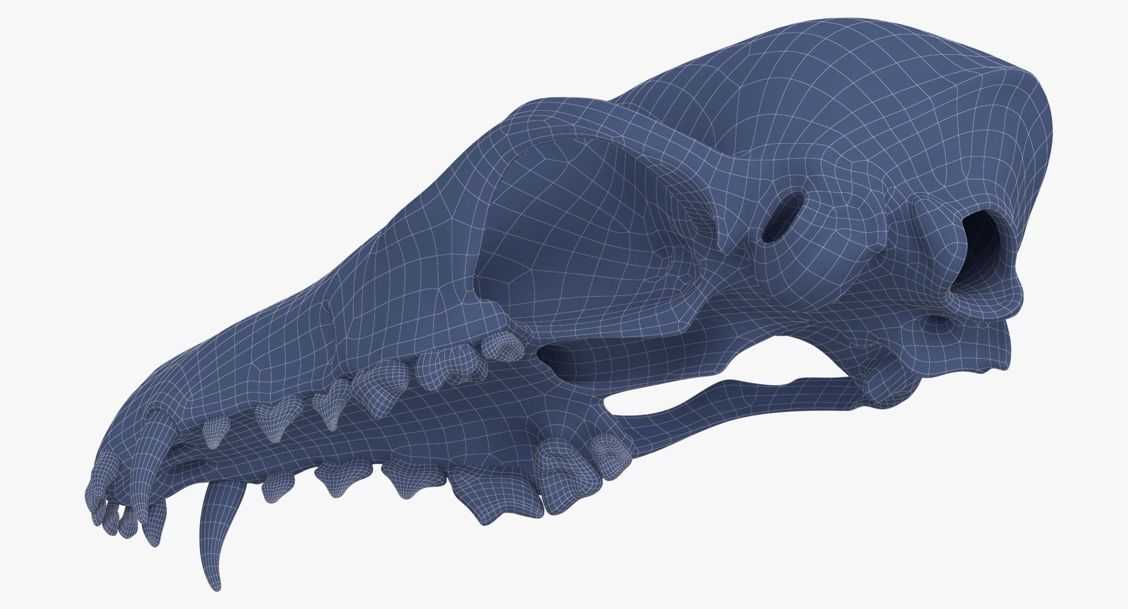 modelo 3d Cráneo de zorro rojo real 01 - TurboSquid 1538885