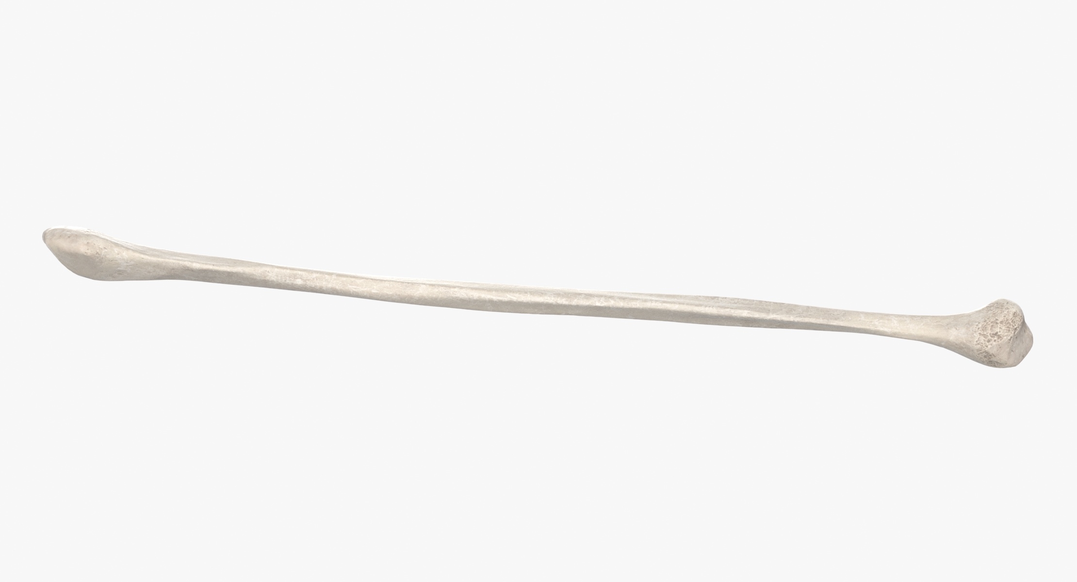 Human fibula bone 01 3D model - TurboSquid 1539325