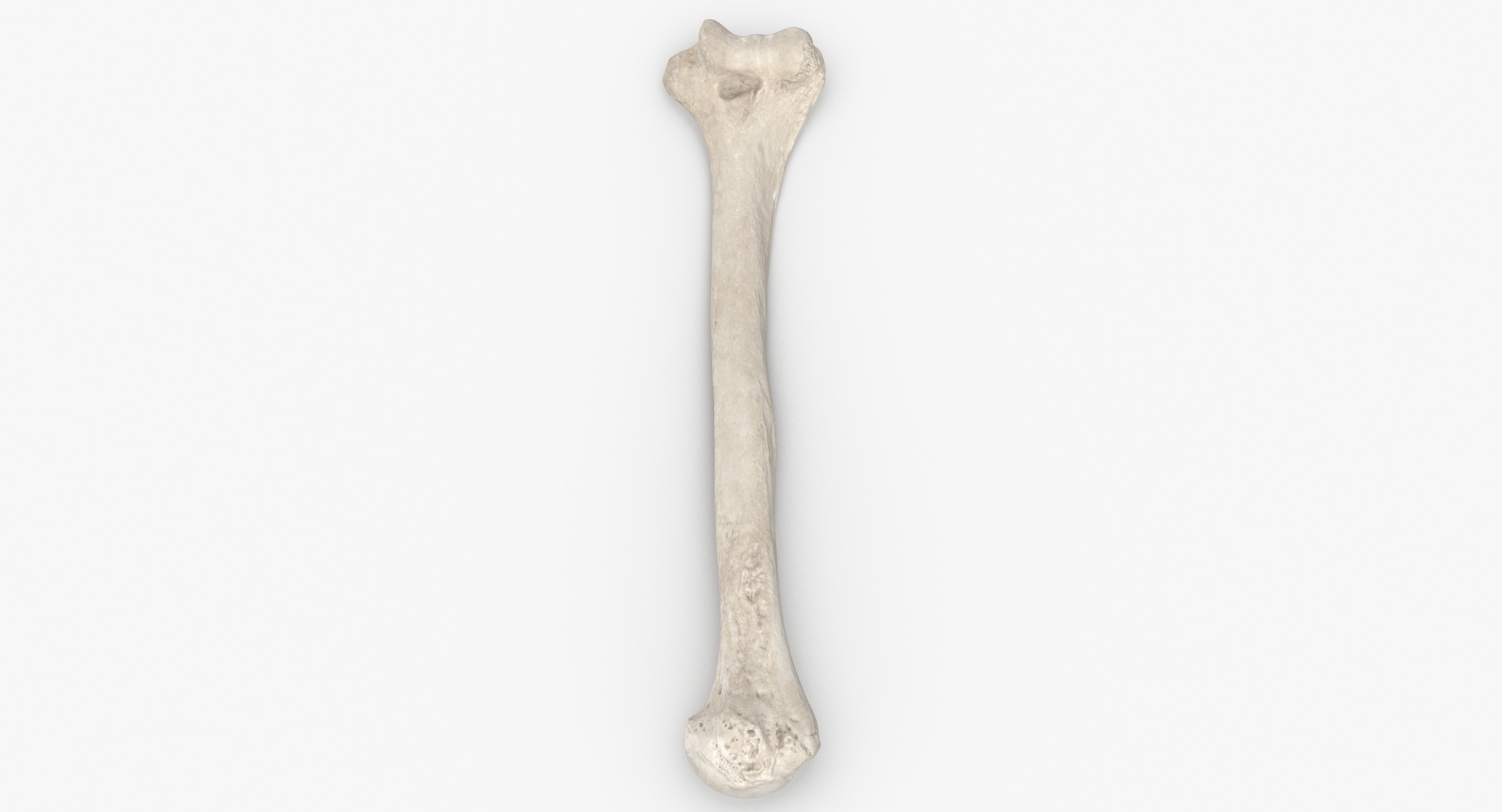 Human humerus bone 01 model - TurboSquid 1539324