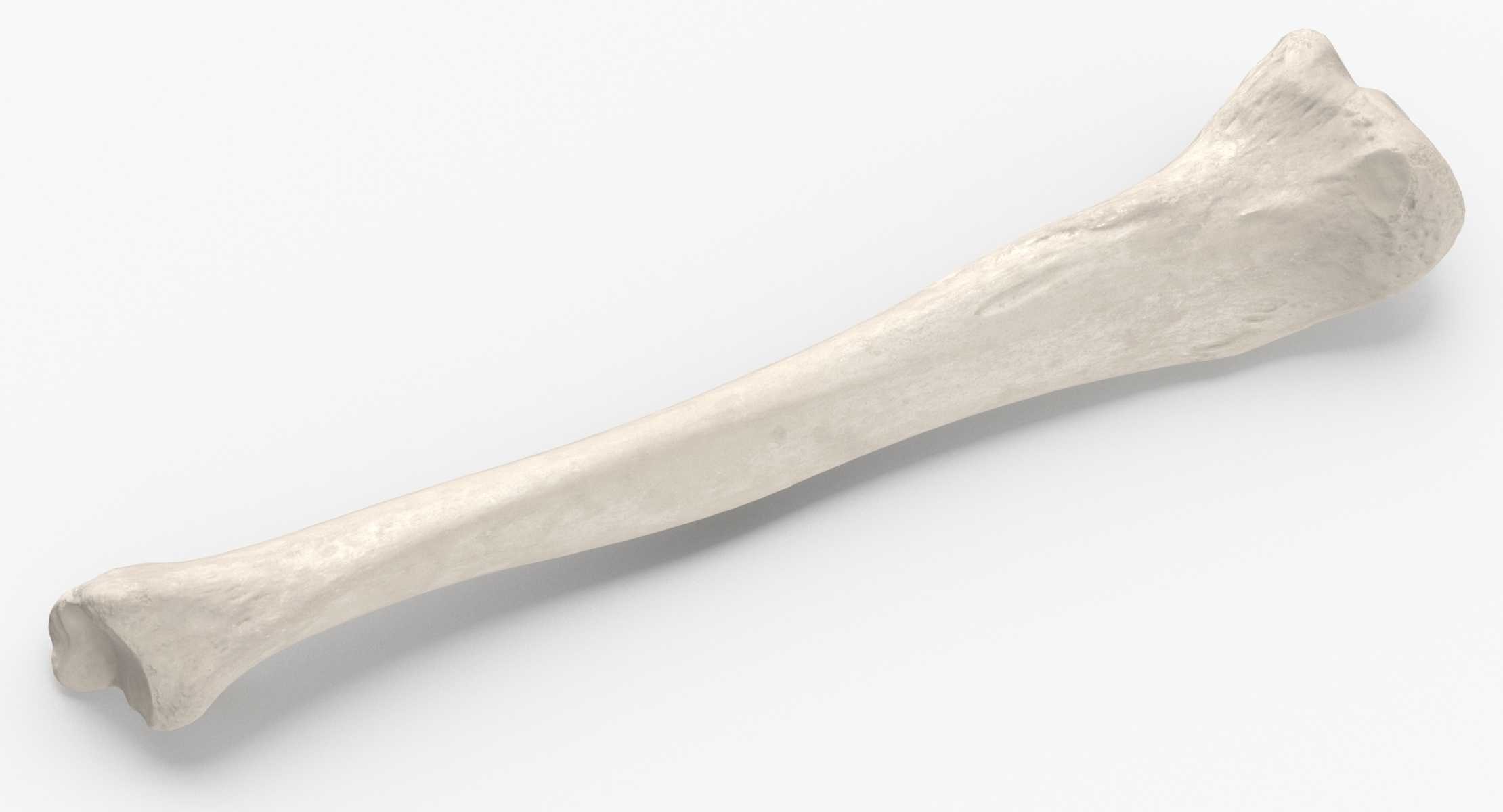Real Human Tibia Bone 01 White Modelo 3D - TurboSquid 1539328