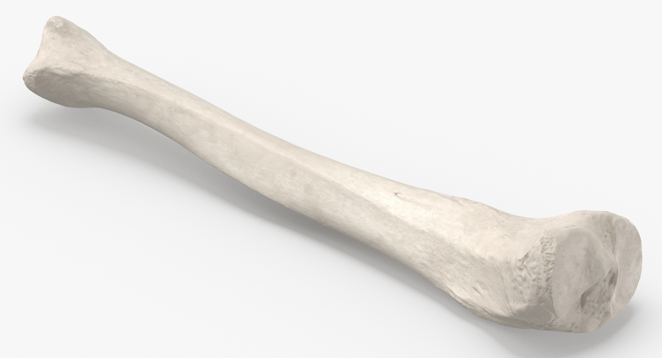 Real Human Tibia Bone 01 White Modelo 3D - TurboSquid 1539328