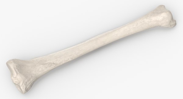 Human tibia bone 01 3D model - TurboSquid 1539328