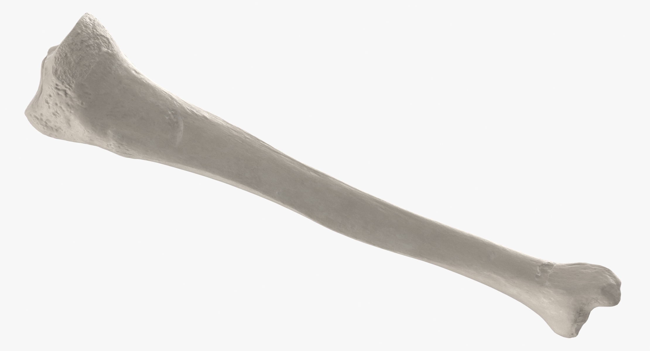 Human tibia bone 01 3D model - TurboSquid 1539328
