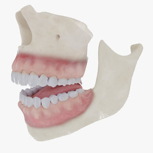 3d upper lower jaw teeth anatomy model