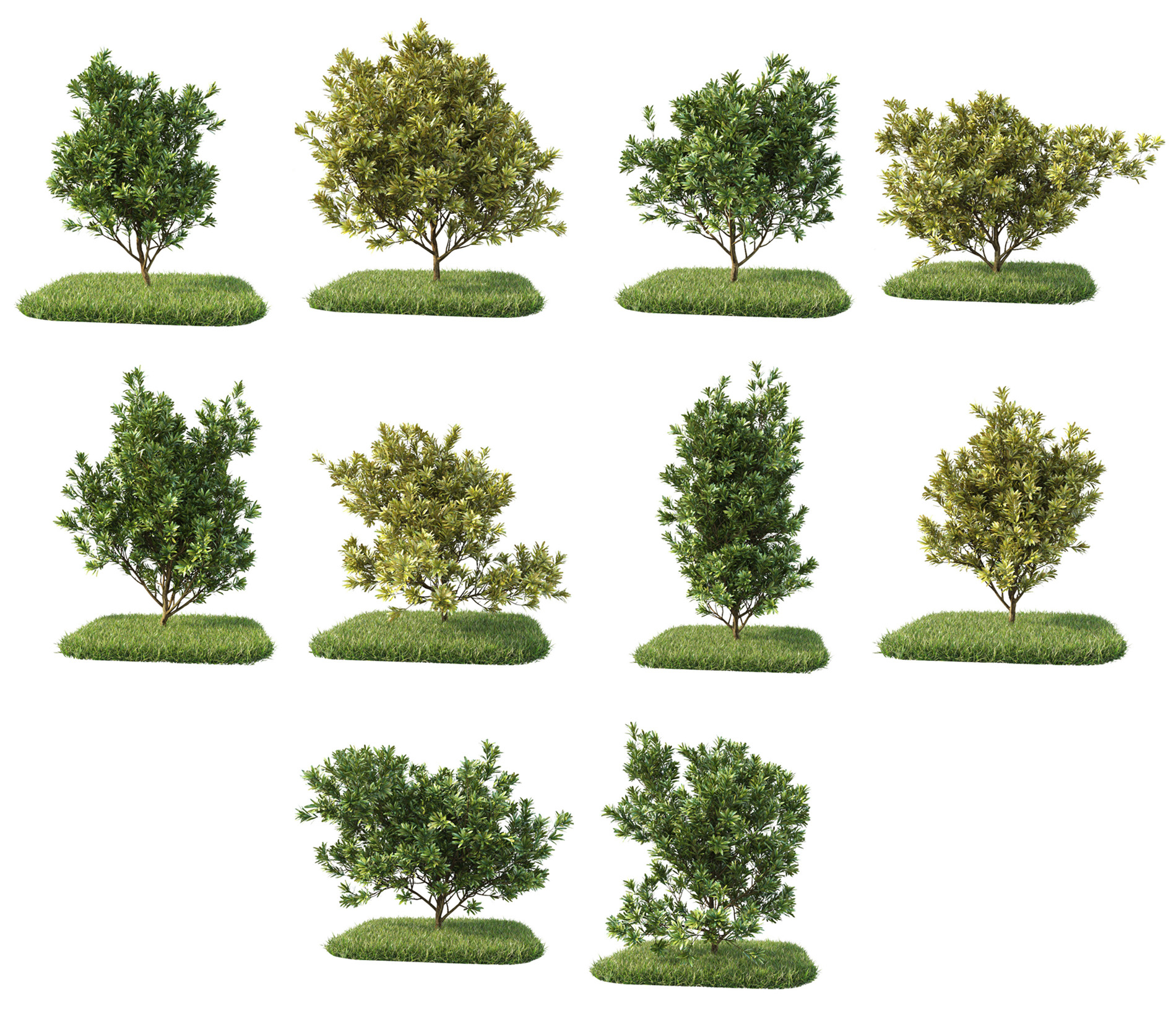 3d 10 broadleaf bushes model