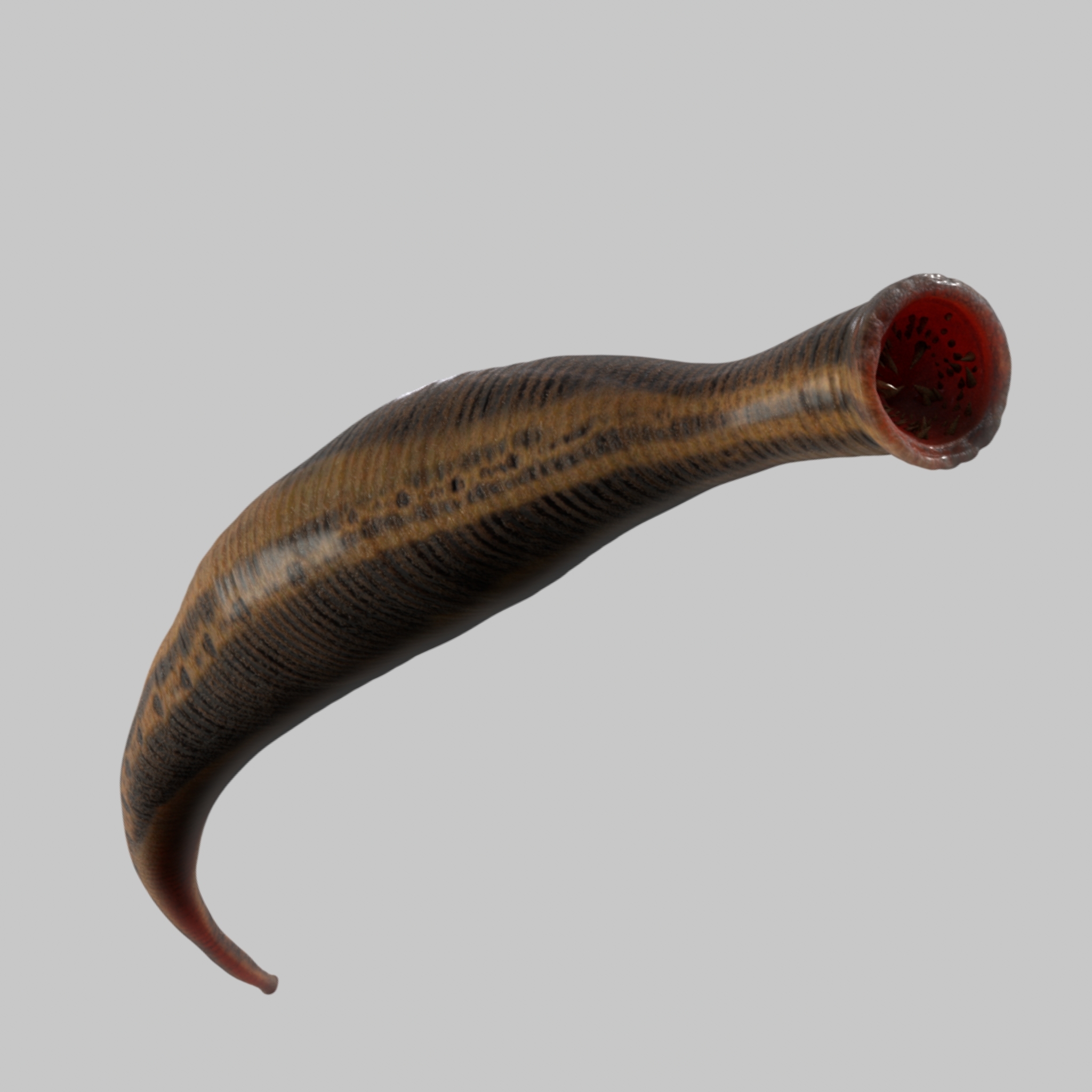 Leech rigged animations 3D model - TurboSquid 1540349