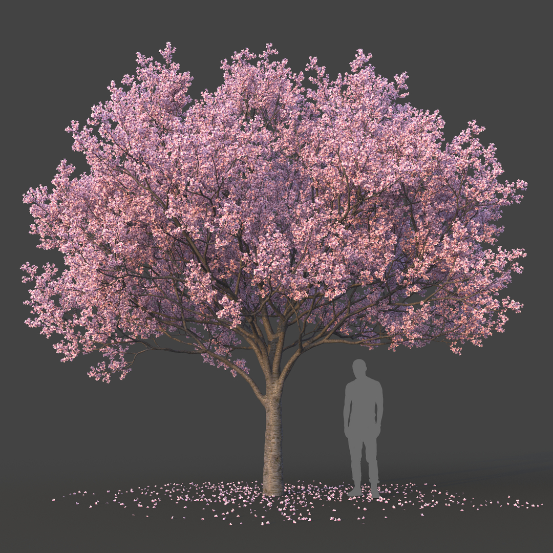 3D tree sakura - TurboSquid 1540740