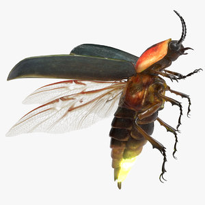 max fly