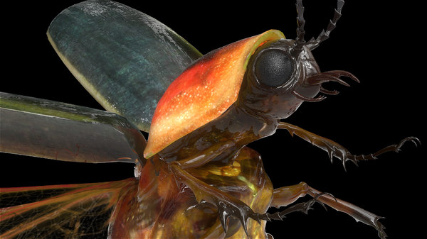 Firefly bug 3D - TurboSquid 1540795