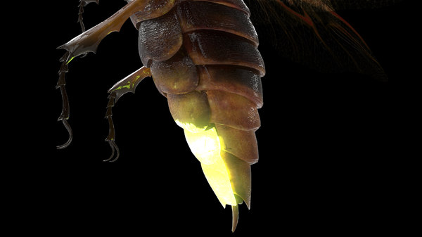 Firefly bug 3D - TurboSquid 1540795