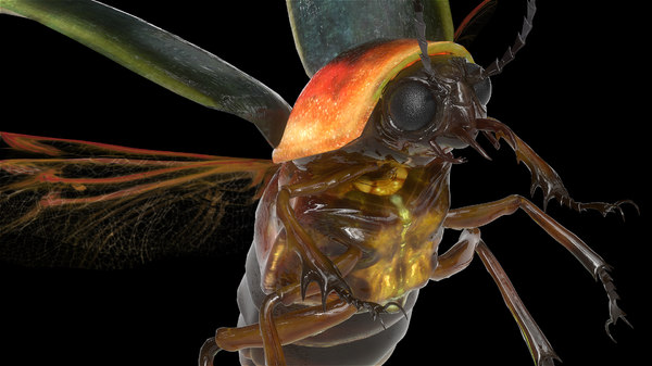 Firefly bug 3D - TurboSquid 1540795