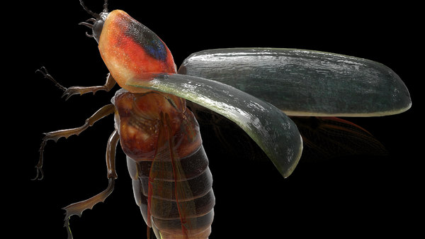 Firefly bug 3D - TurboSquid 1540795