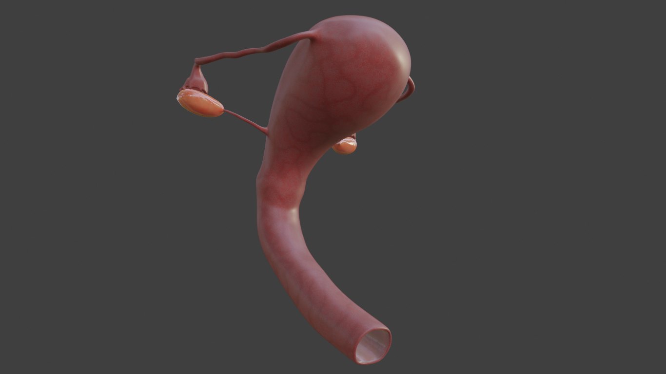 3D female reproductive model - TurboSquid 1540885