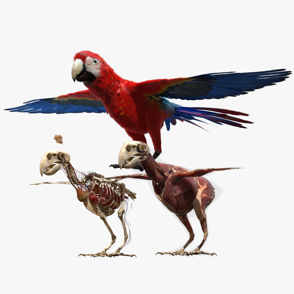 3D parrot anatomy skeleton model - TurboSquid 1524496