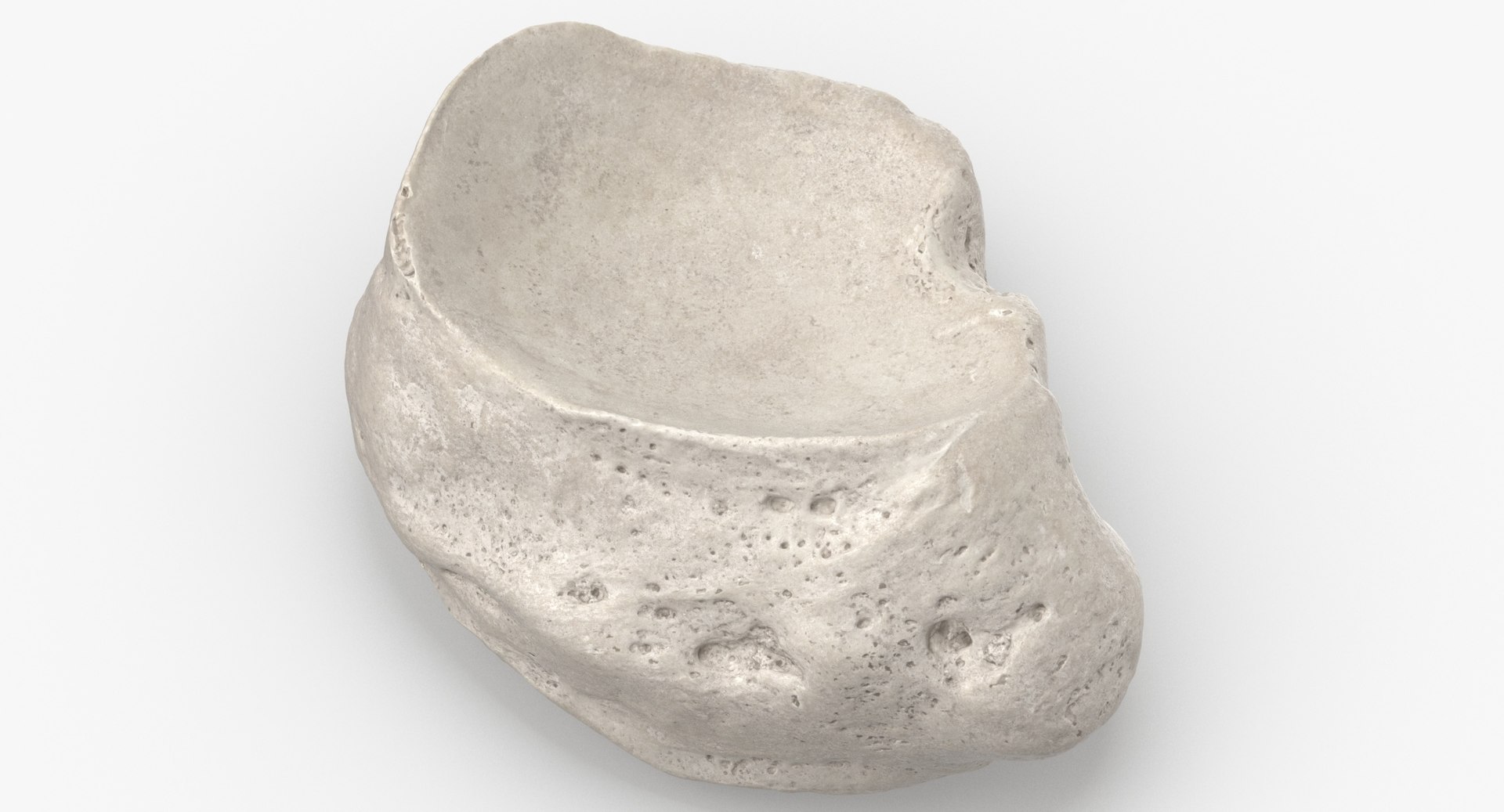 3D model navicular bone 01 white - TurboSquid 1541042