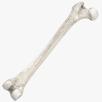human thigh bone femur c4d