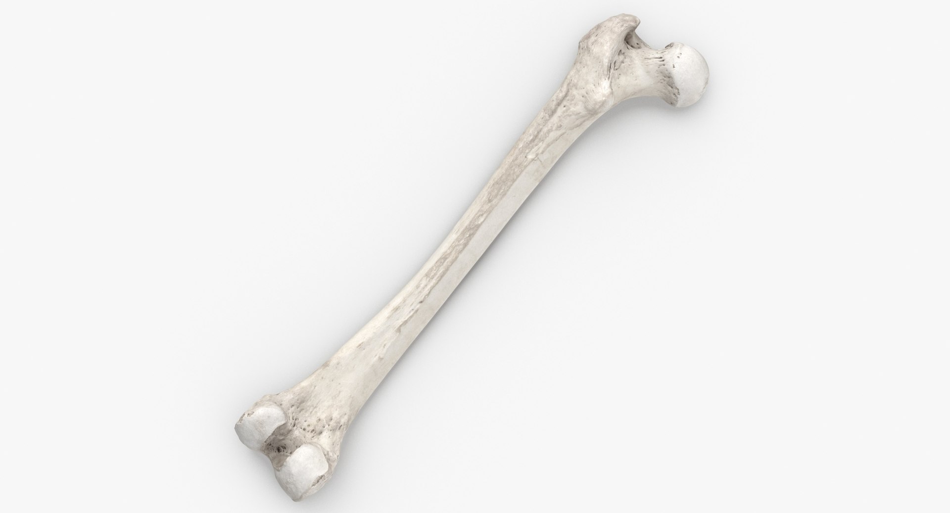 Human femur bone 01 3D model - TurboSquid 1535240